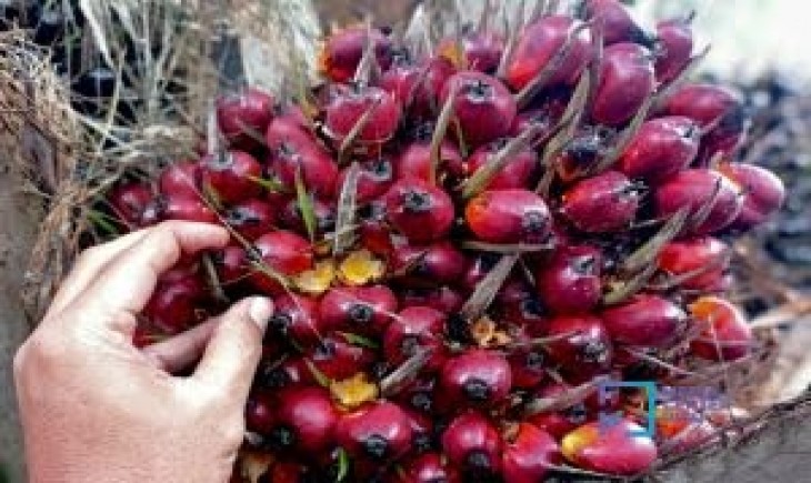 Tandan Buah Segar Kelapa Sawit Naik