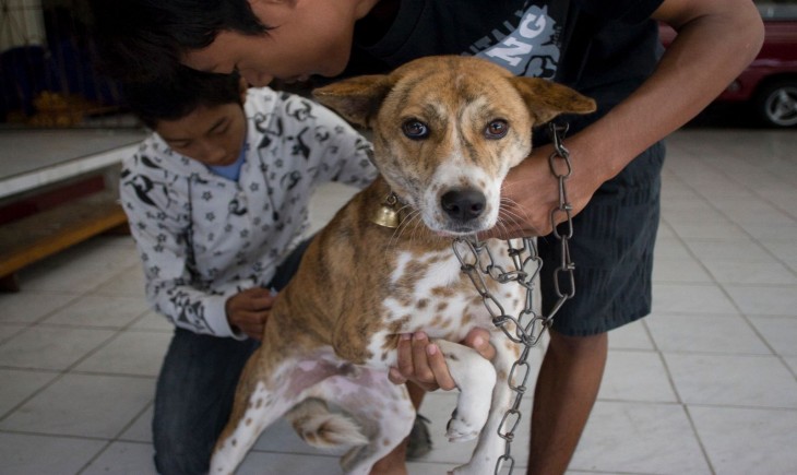 Cegah Setiap Kematian Akibat Rabies: Pada Hari Rabies Sedunia 2024, WHO ...