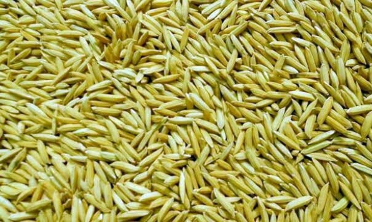 Kostraling Kementan dan Mitra Teken MoU Serap 25 Ribu Ton Gabah Petani ...