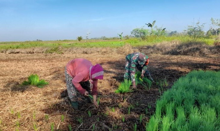 Kolaborasi TNI dan Warga, Tanam Padi di Lahan Rawa