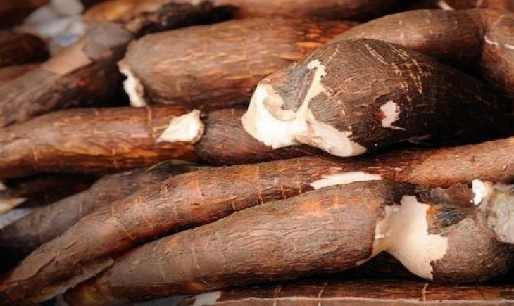 Peningkatan Produksi Ubi Kayu di Indonesia