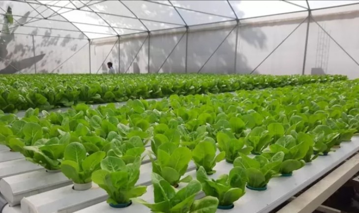 Saat yang Tepat Bertanam Sistem Hidroponik