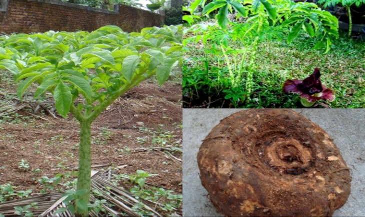 ws Detail Mengenal Suweg dan Iles-Iles yang banyak khasiat & sangat ...