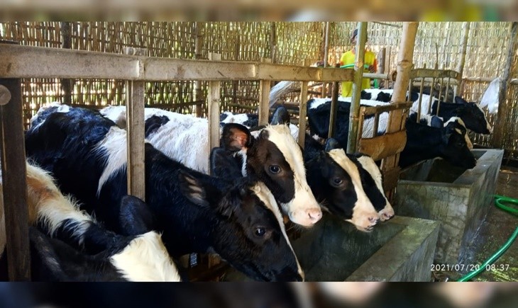 Didukung YESS, Peternak Milenial Pasuruan Budidayakan Sapi Pedet